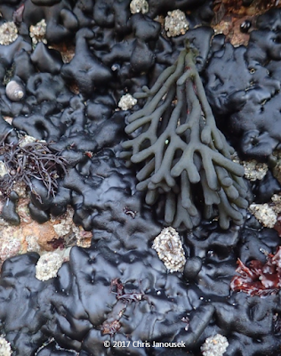 a wilderness journal