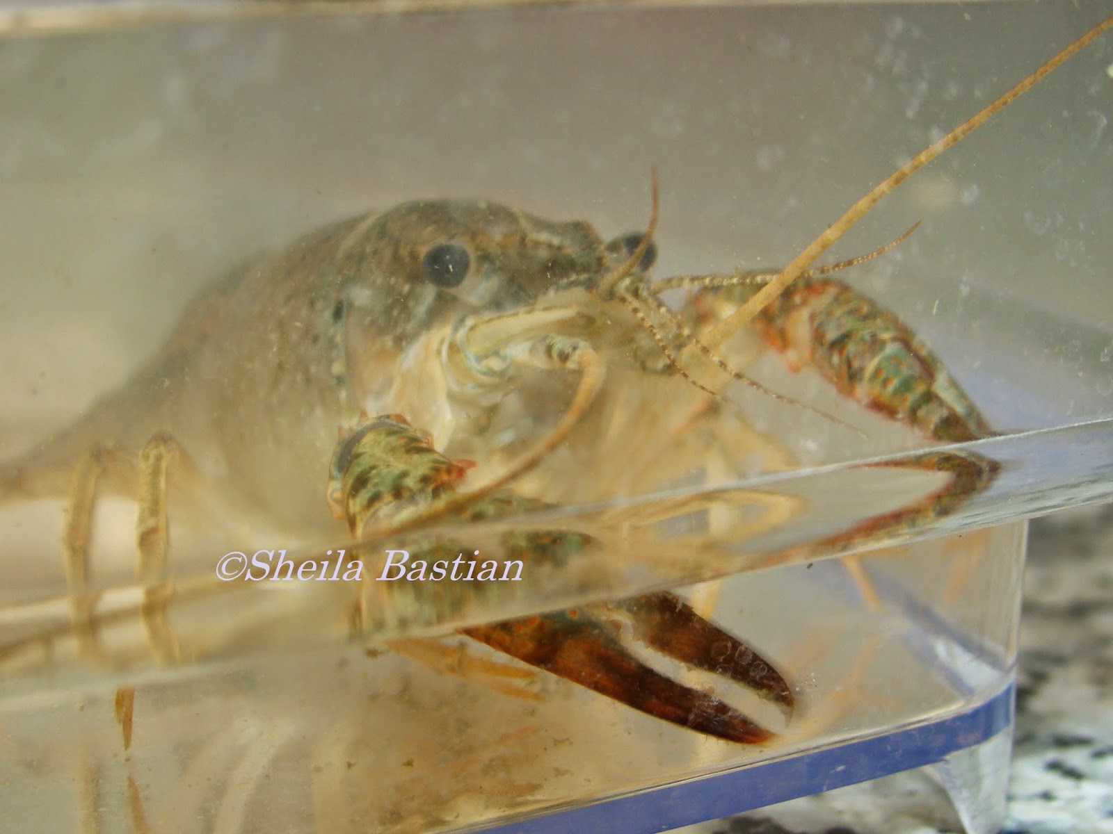 Cephalothorax Crayfish