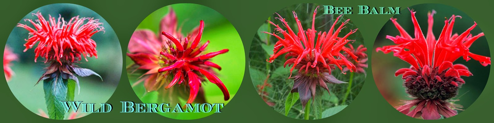 Hannah the Dreamer: Flower of the Day - Wild Bergamot, Bee Balm