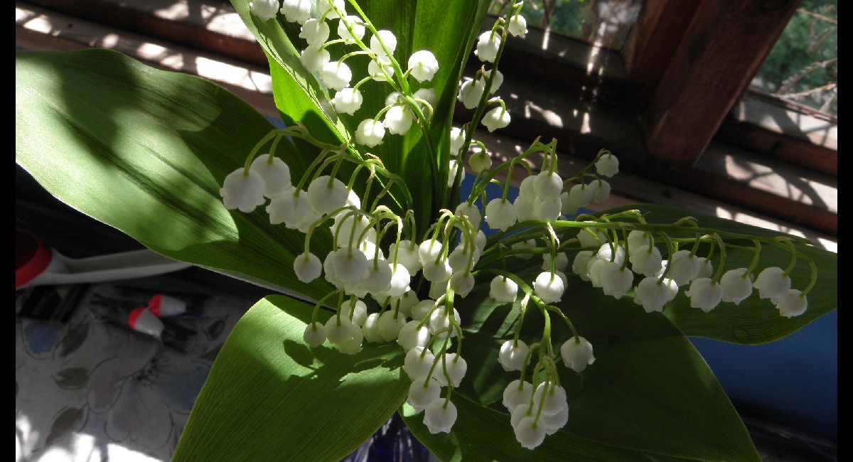 Halo Efekti: Kielo, Lily of the valley, Convallaria majalis - Suomen ...