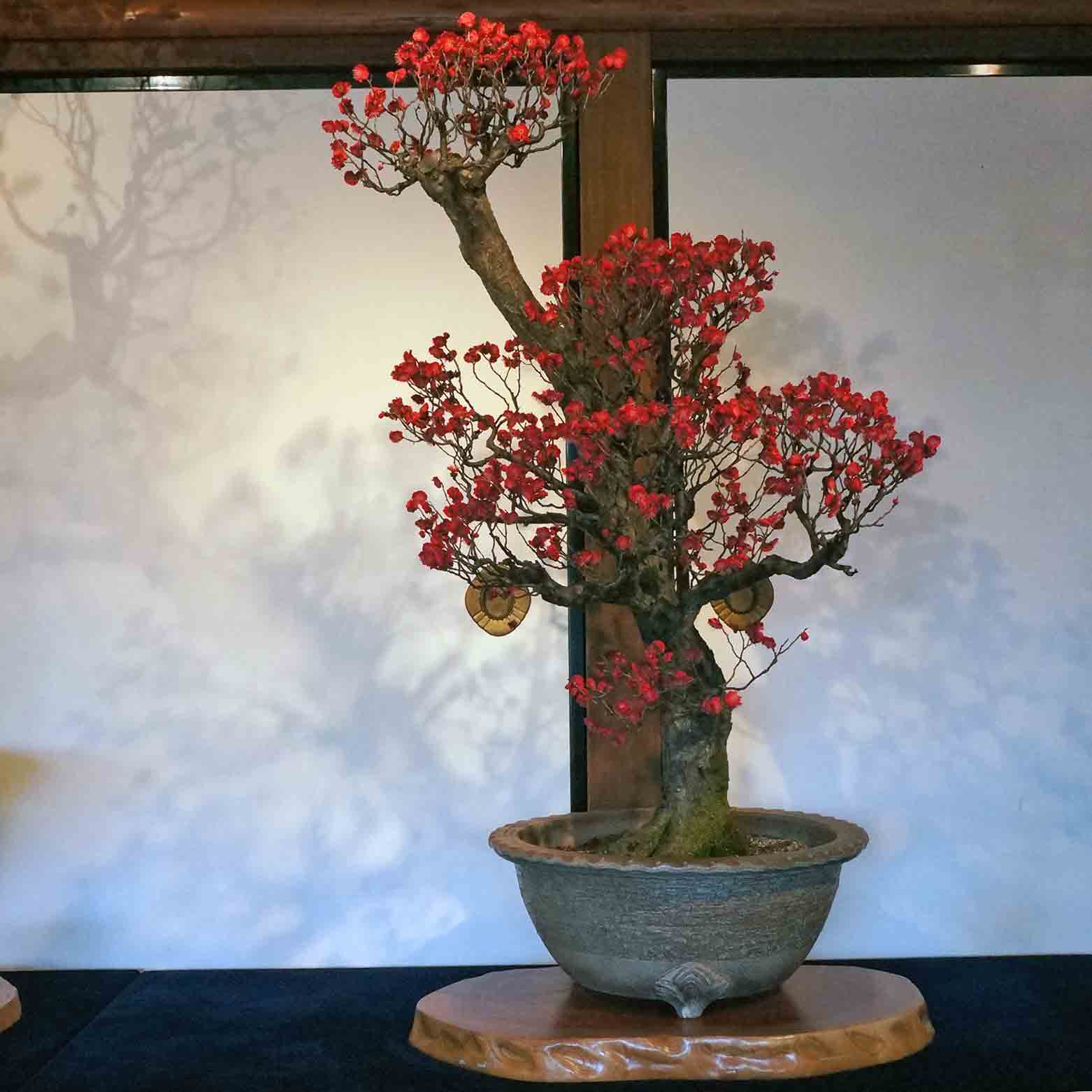 For Your Small Japanese Garden by YUKIMONO: The 65th Bonsai Exhibition ...