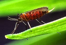 Grain Crops Update: Insect Considerations for Wheat Planting Decisions