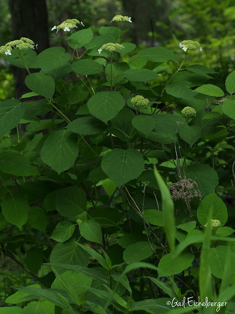 clay and limestone: Wildflower Wednesday: A Fine Native Hydrangea