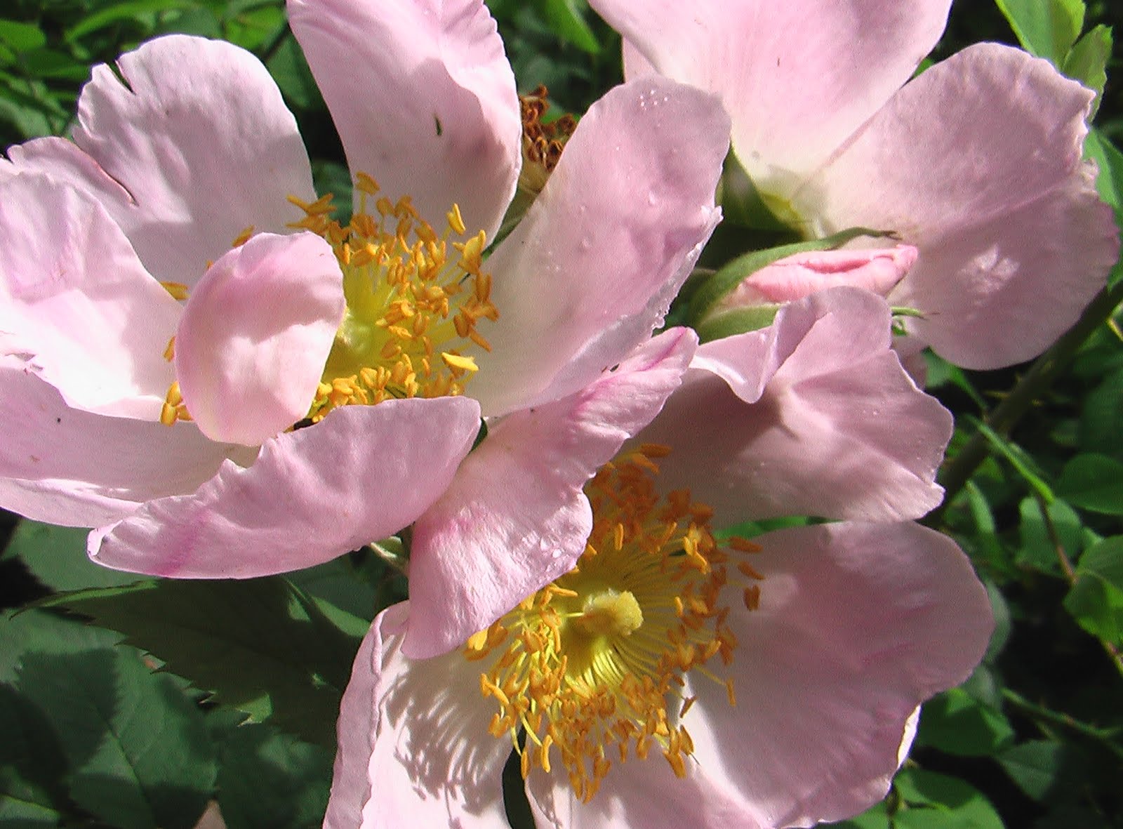 The Time Travelling Gardener: It's Rose Hip Time!