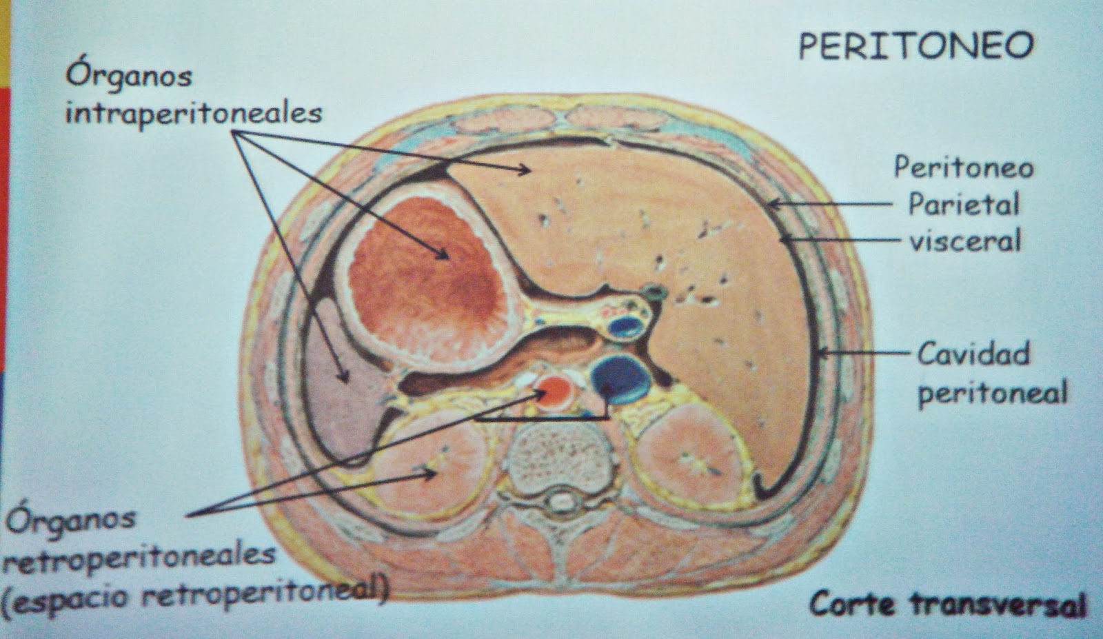 Peritônio Parietal E Visceral - LIBRAIN