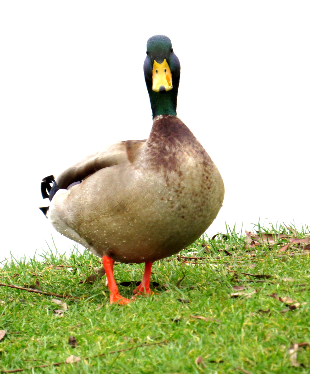 BirdsEyeViews: The Birds of The Netherlands