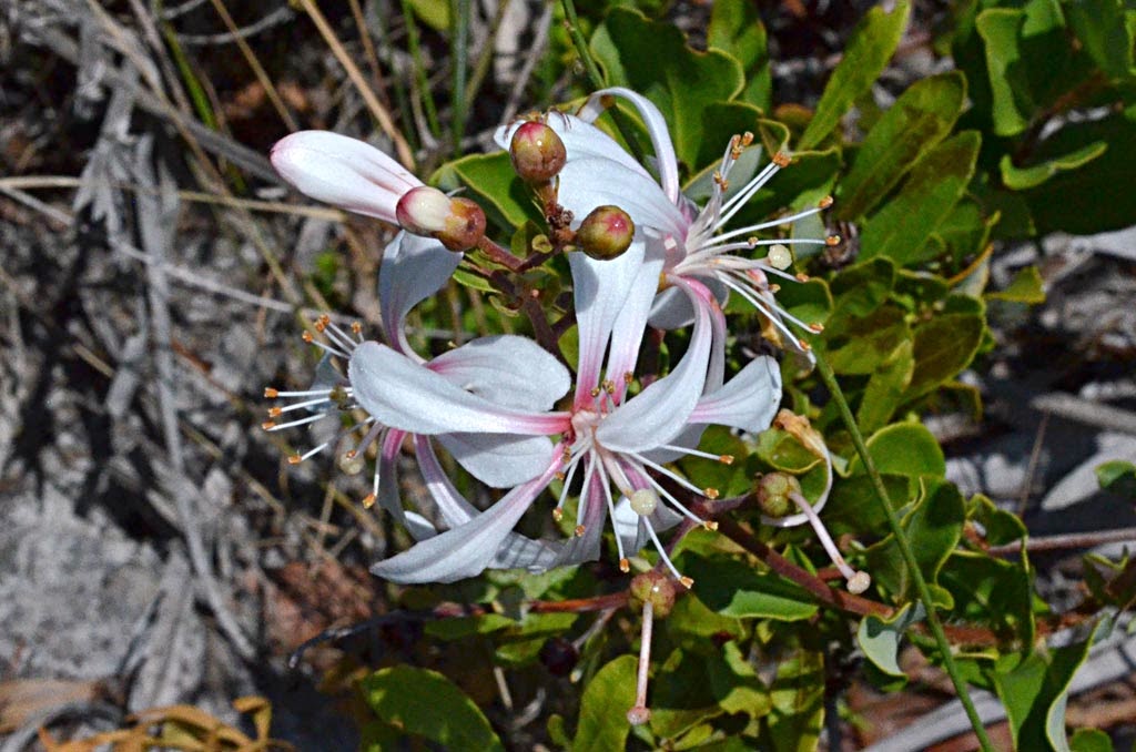 Space Coast Wildflowers: Malabar Scrub & Cameron Preserve, May 23, 2015
