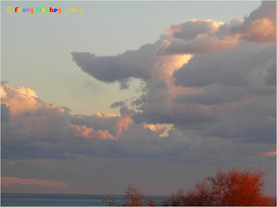 Funky Monkey : ~ 24