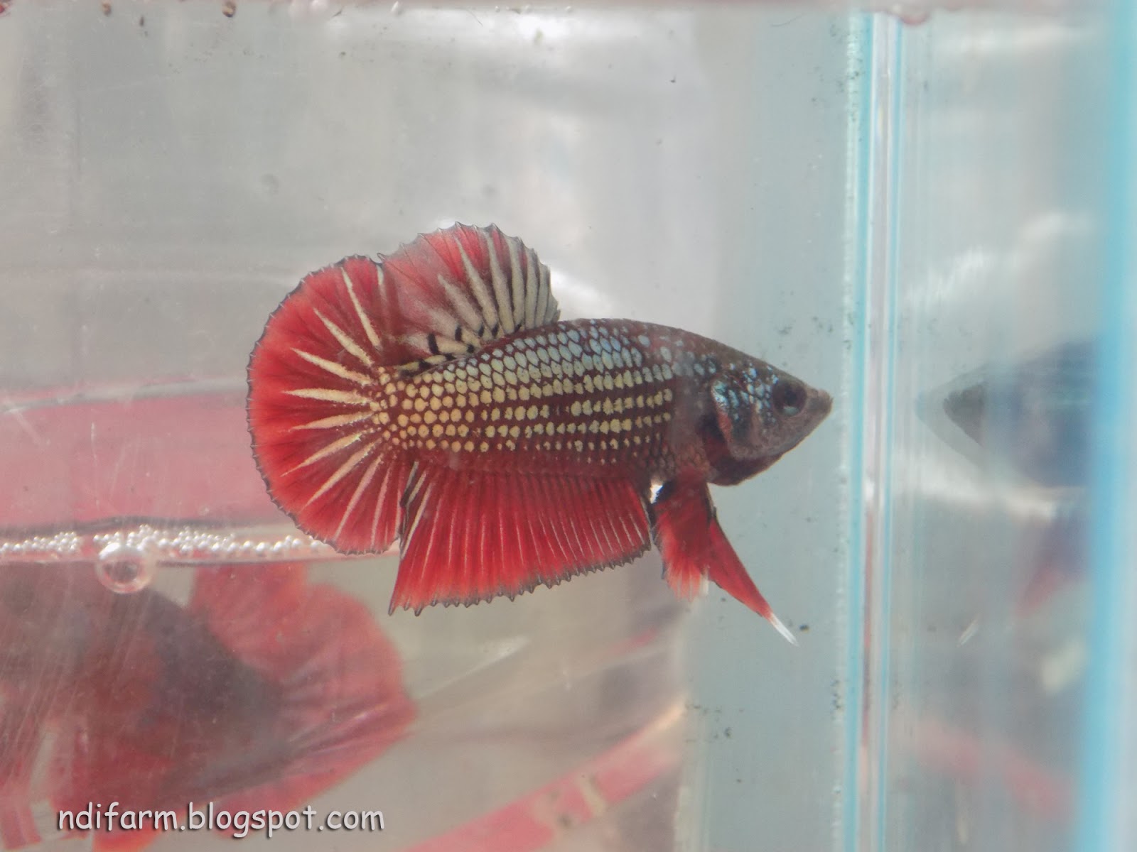 Betta SP