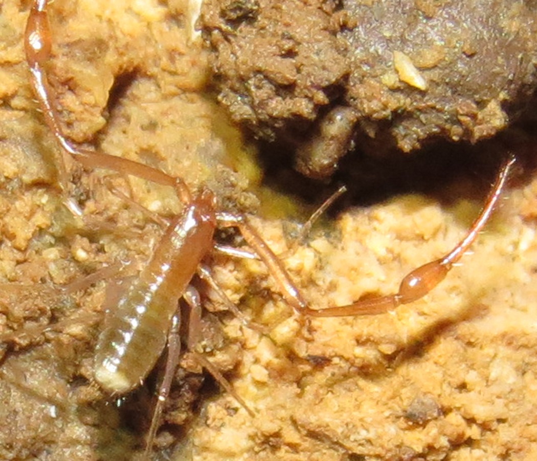 Species New to Science: [Arachnida • 2019] Typhloroncus guatemalensis ...