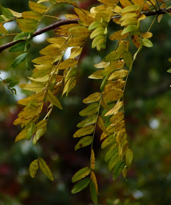 A DC Birding Blog: Honeylocusts in Autumn
