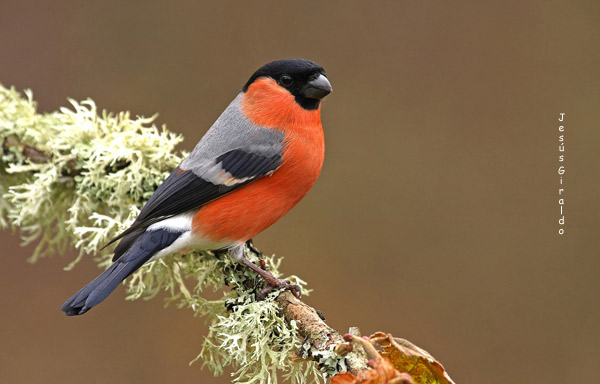 Birding Catalunya: Ocells de Catalunya