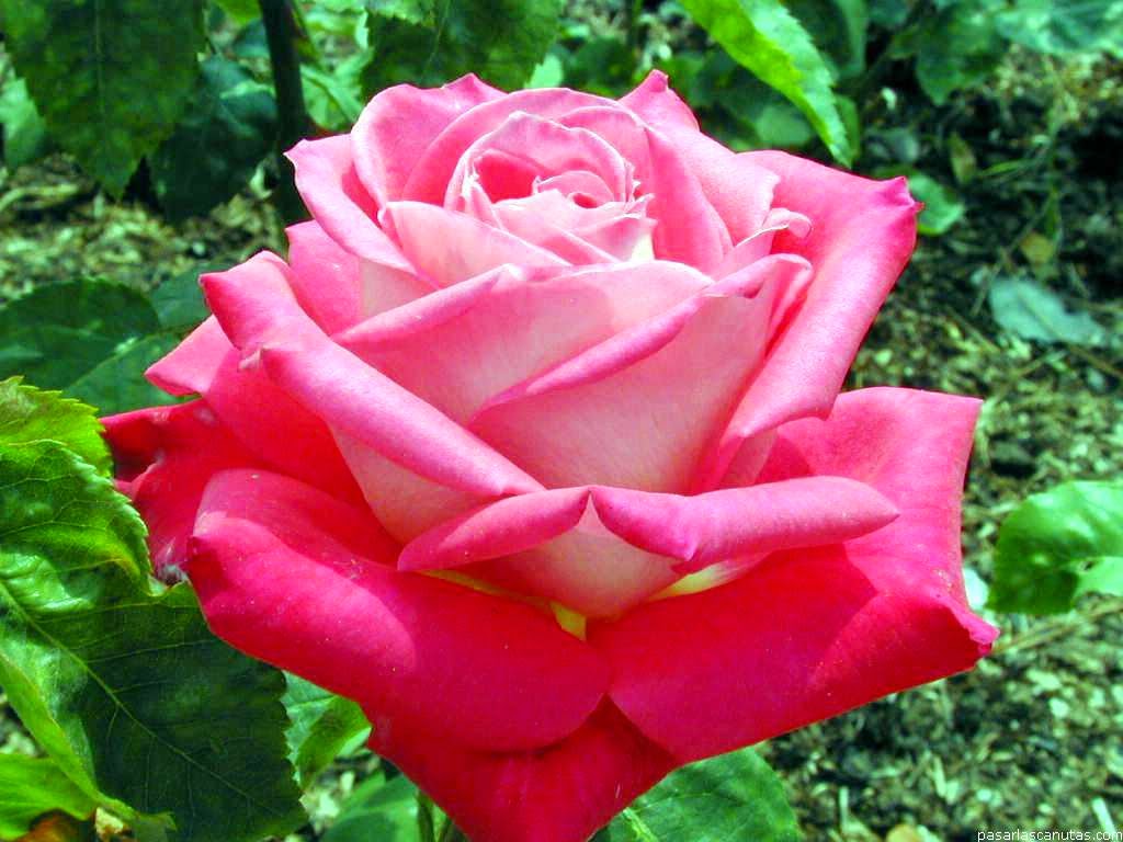 Diferentes tipos de flores