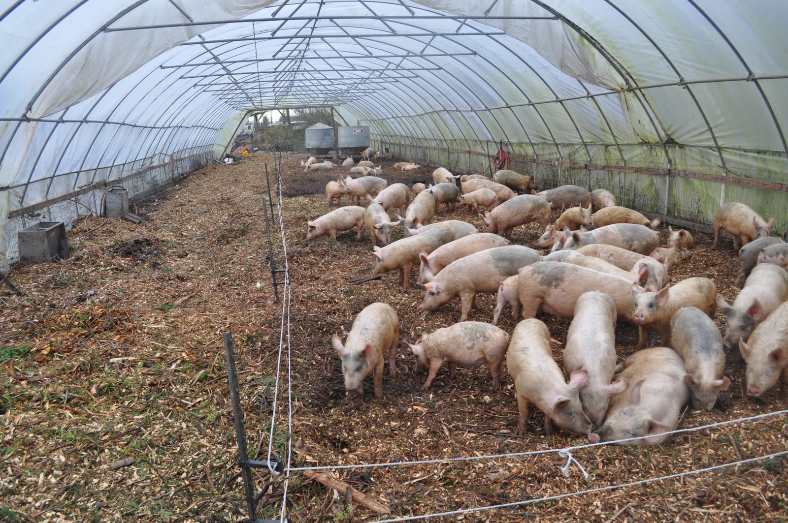 meat: A little farming