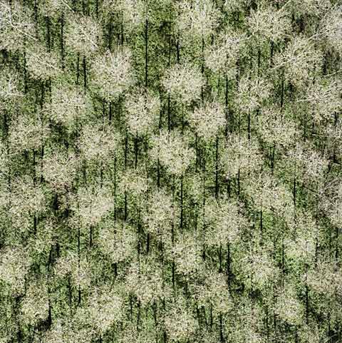 Daily Pictures: Stunning Aerial Photos of Tree Farms