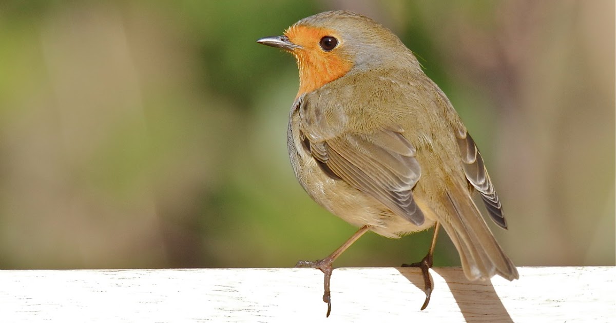 NI Bird Pics: Wilf Swain - Robin, Wood Pigeon & Buzzard