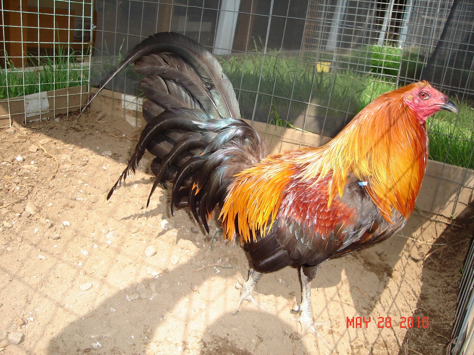 El Polvorin: Brown Red