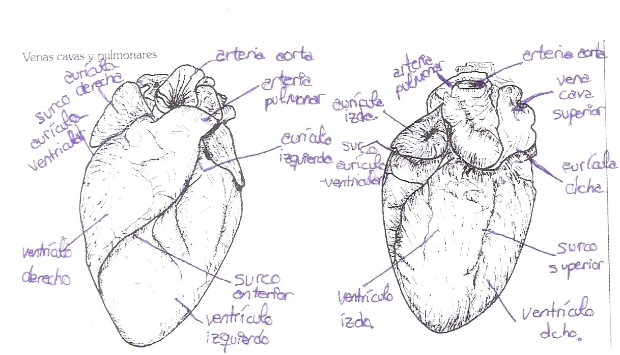 Biología Humana (Claudia y Shaila): Disección y observación de un corazón.