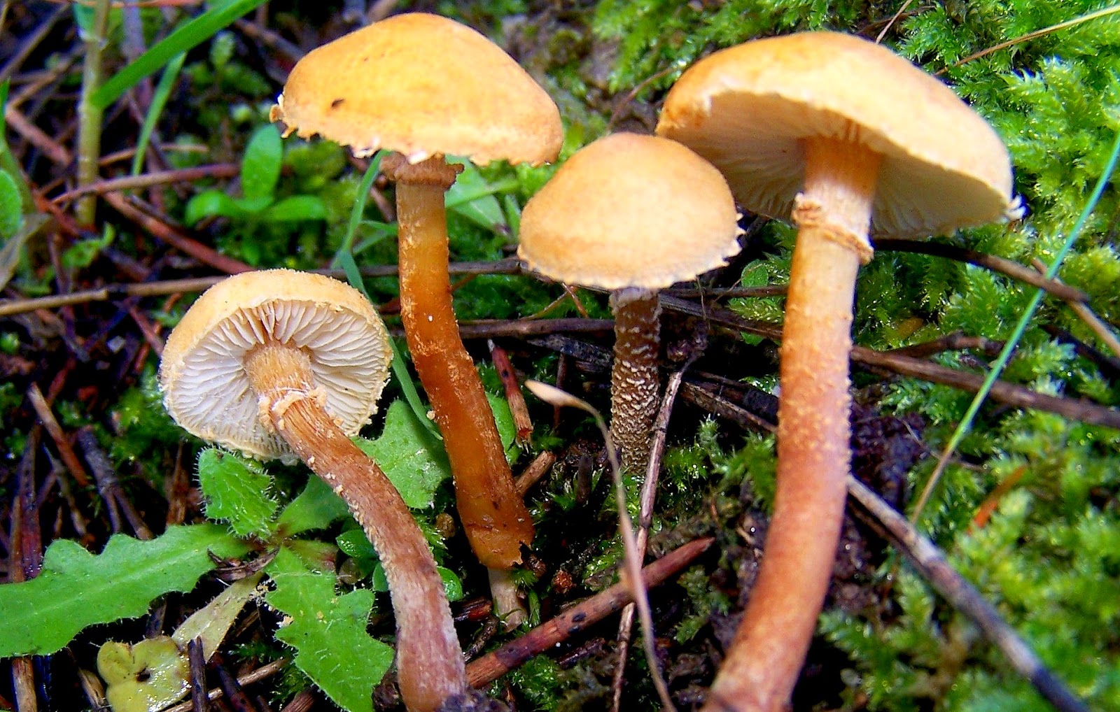 Setas Extremadura : Cystoderma Fallax