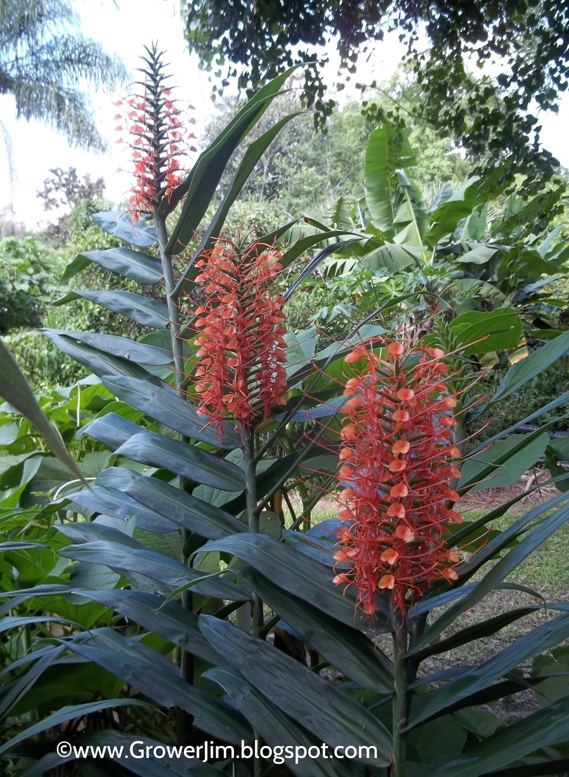 Garden Adventures: Hedychium coccineum
