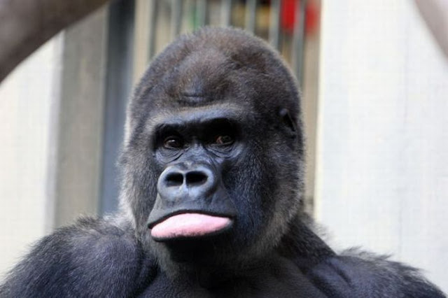 Tetudolol - Piadas - Imagens engraçadas e Muito Mais !!: Bobão, seu ...