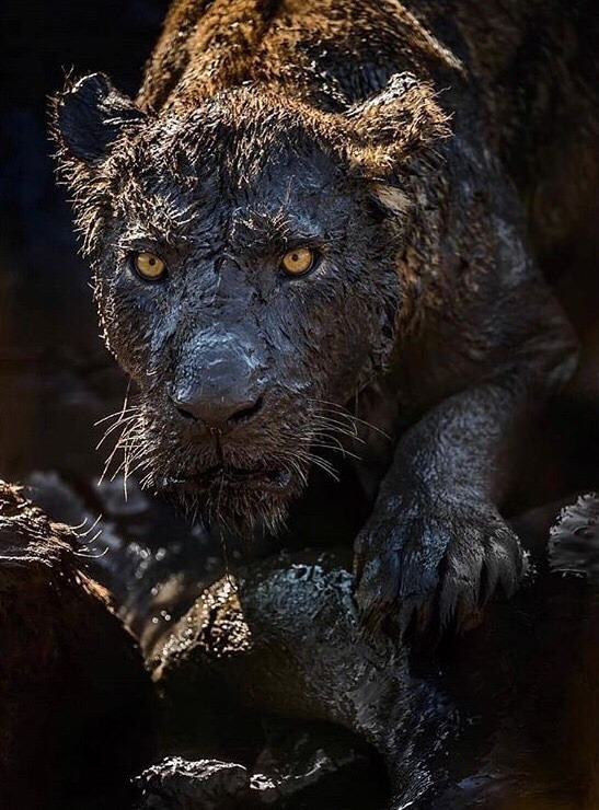 daily timewaster: The Predator's Stare