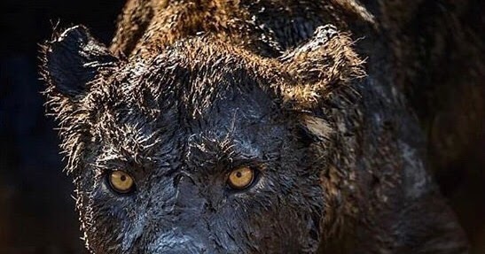 daily timewaster: The Predator's Stare