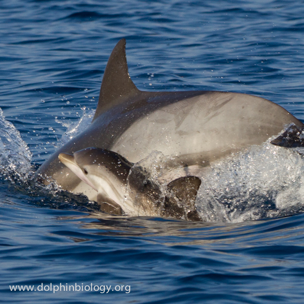 Dolphin Biology and Conservation: Slim and tiny