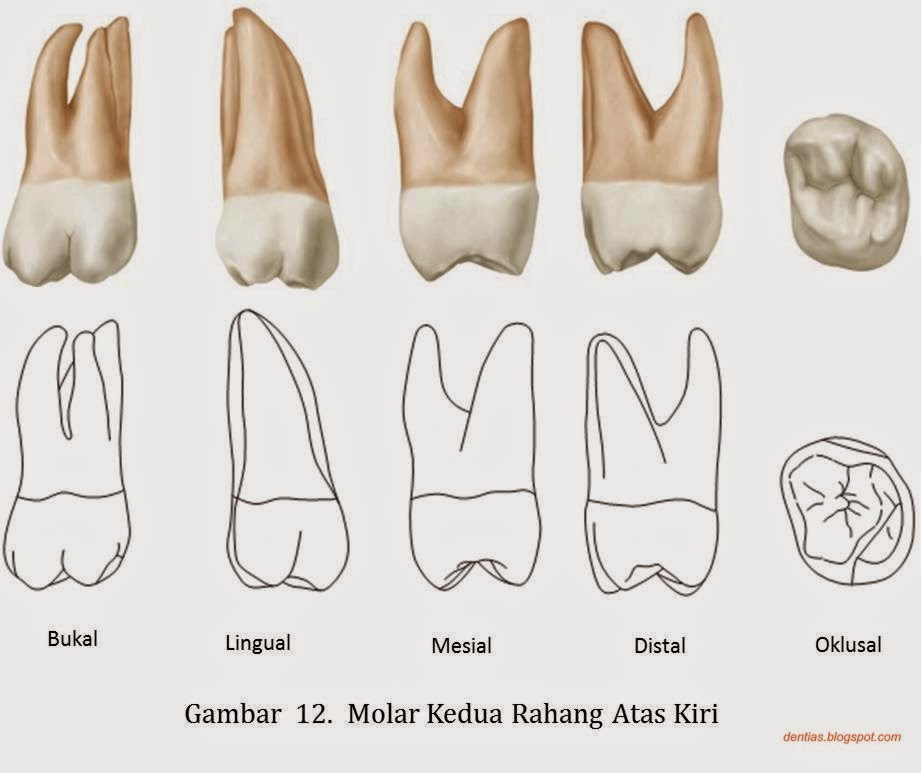 Morfologi Gigi Permanen ~ Dent-ias || notes