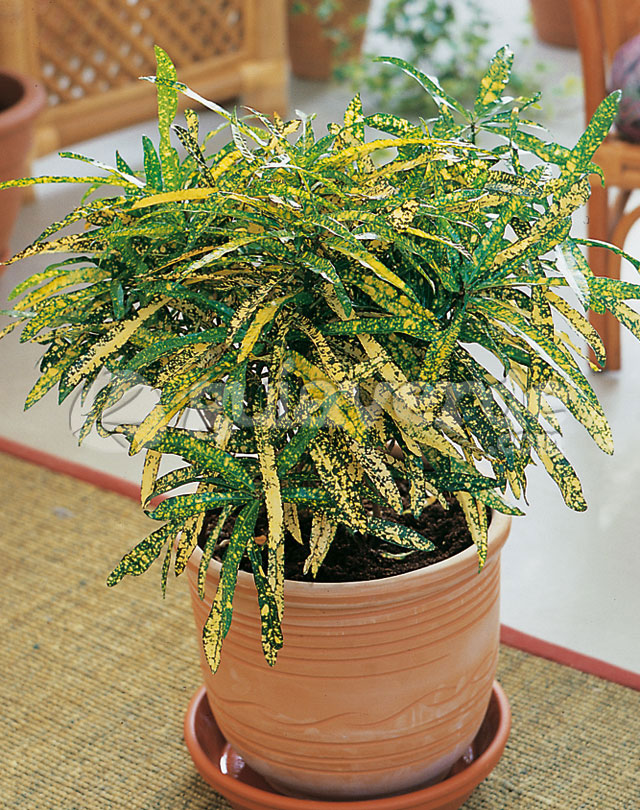 Q' Planta é Essa?: Cróton, Louro-Variegado, ou Folha Imperial