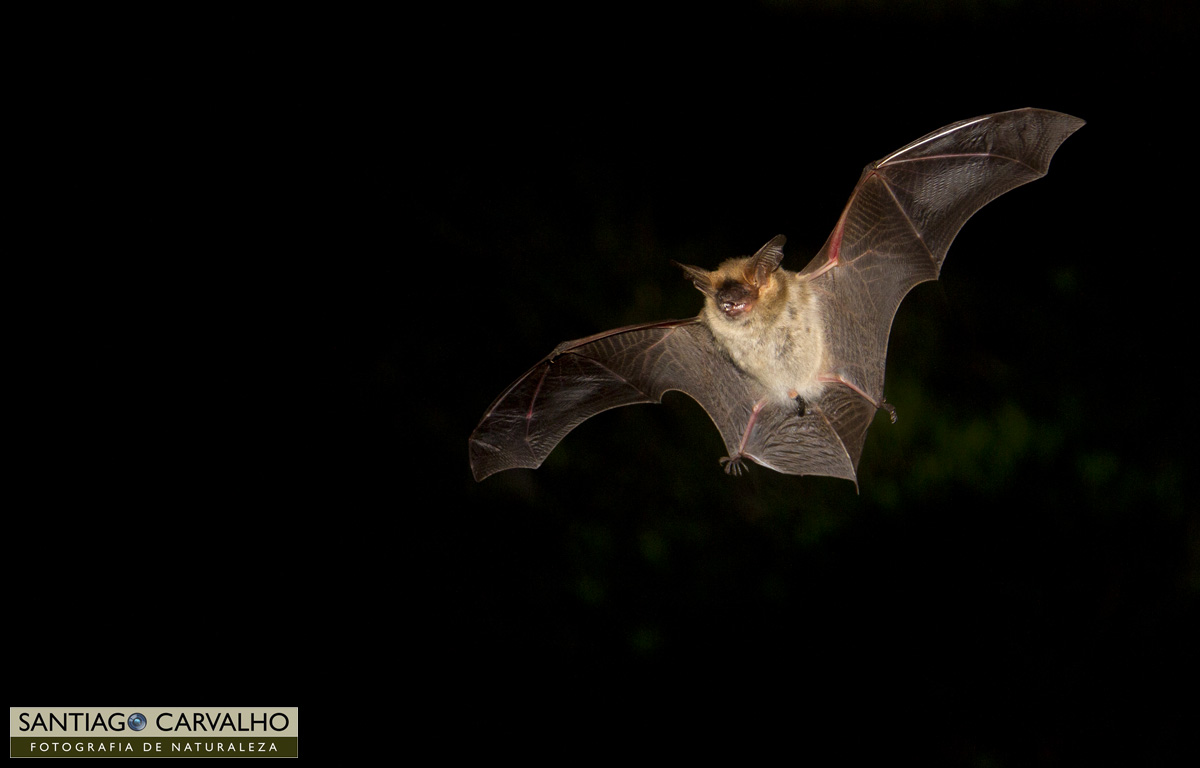Galería Mamíferos: Histiotus montanus -Murciélago Orejudo-