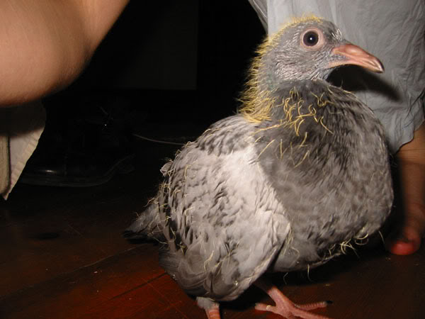 Mis amigas las palomas: Tratamiento ALA ROTA