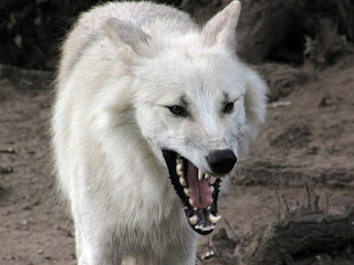 Håkans bildblogg: Polarvarg på Berlins zoo