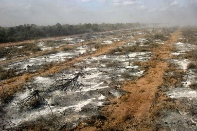 The environmental impact of a war