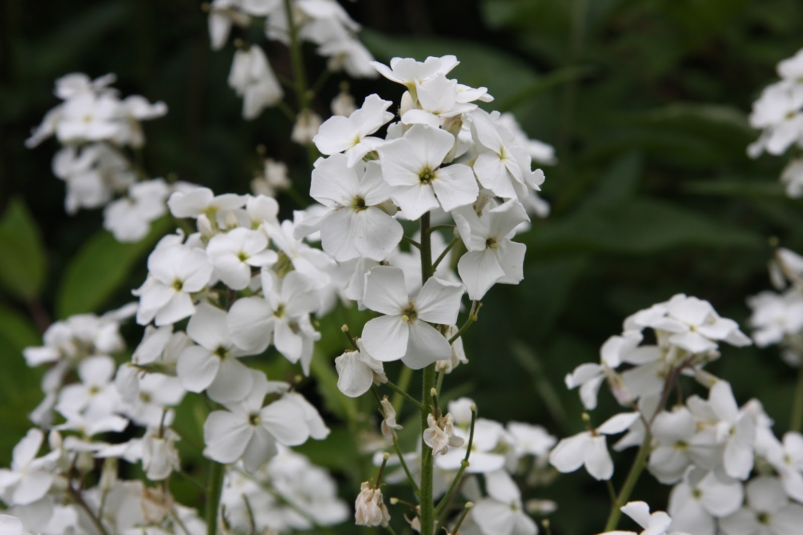 Regnspovehaven: Hvide blomster