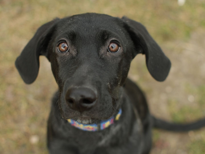 Maxi - Black Labrador Retriever mix