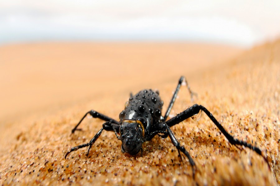 Entomologando: Stenocara gracilipes