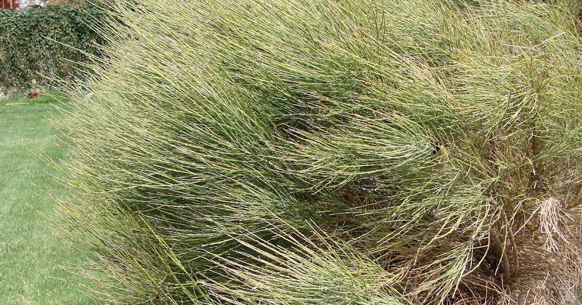 New Utah Gardener: Ephedra viridis - Green Mormon Tea - Excellent Utah ...