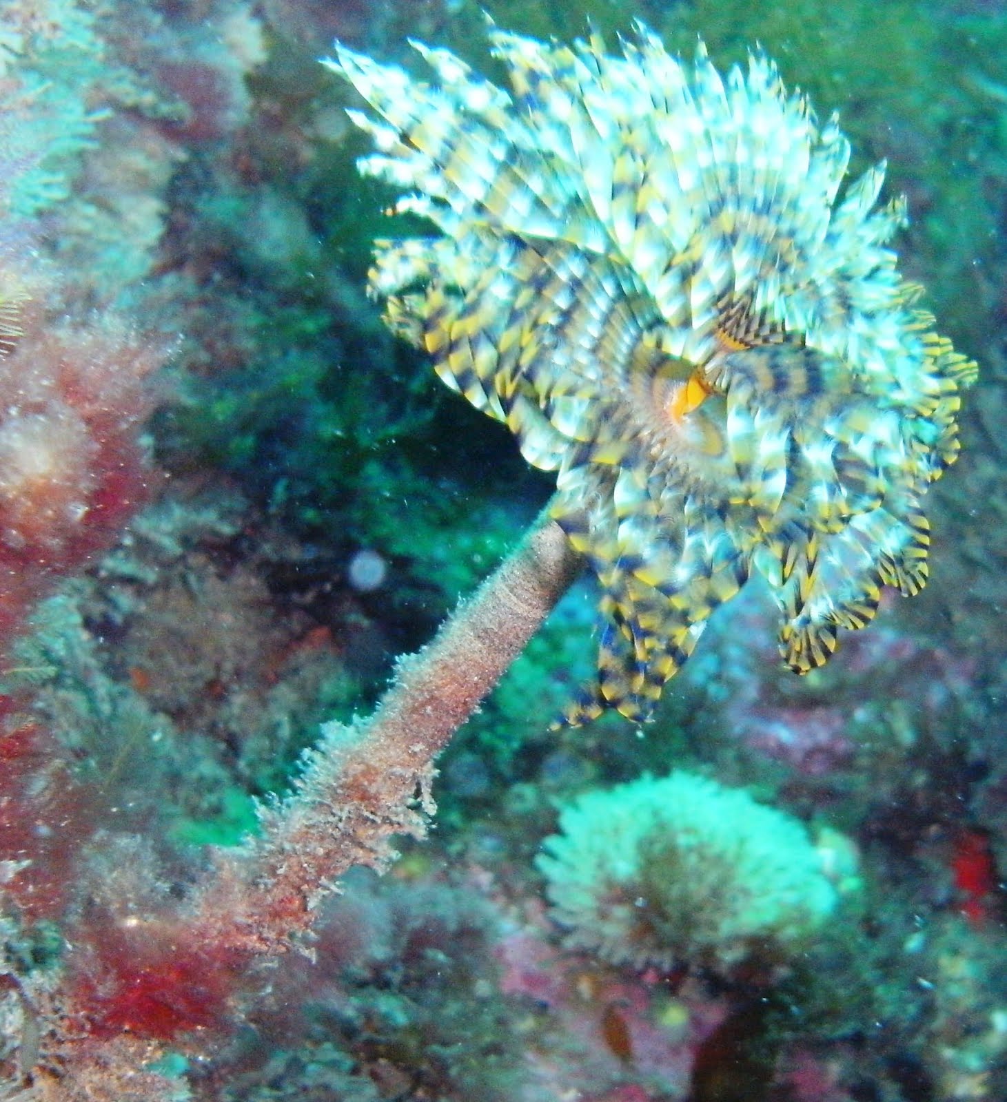 Sea Slug and the Turtle: Peacock Worm - Sabella pavonina
