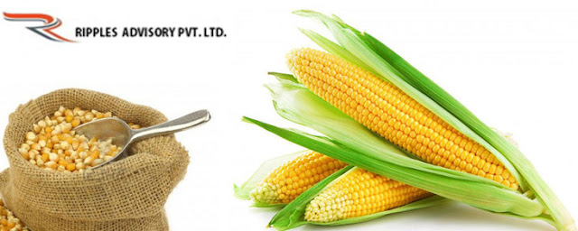 Maize trading range for the day is 1406-1426 - Ripples Advisory News ...