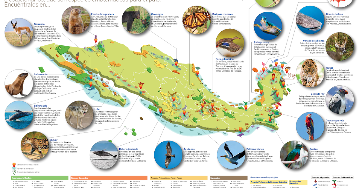 CONOCIENDO AMÉRICA DE UNA MANERA MODERNA: México y sus animales