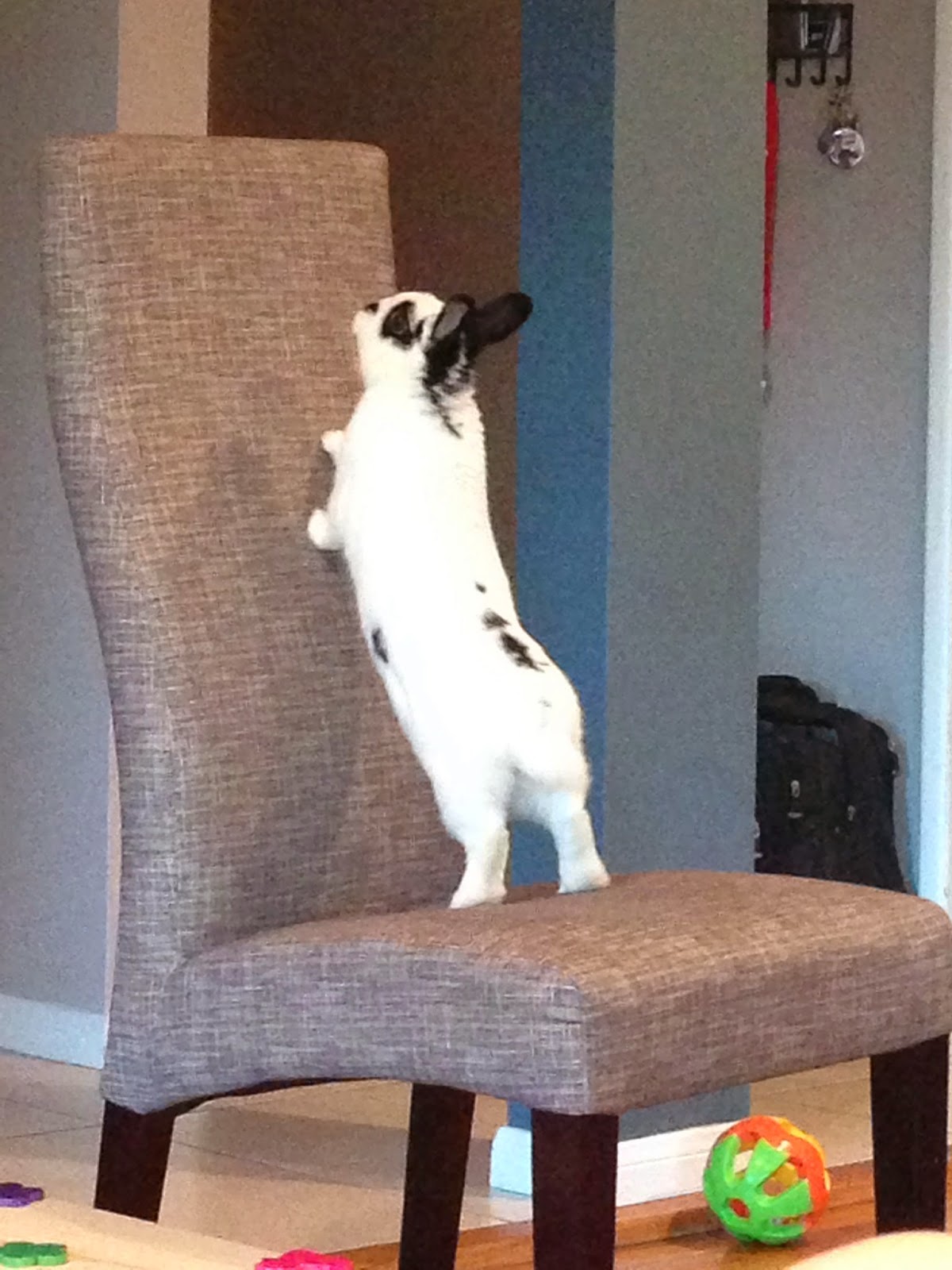 Justine's Blog: How to Raise a Perfect Pet Rabbit