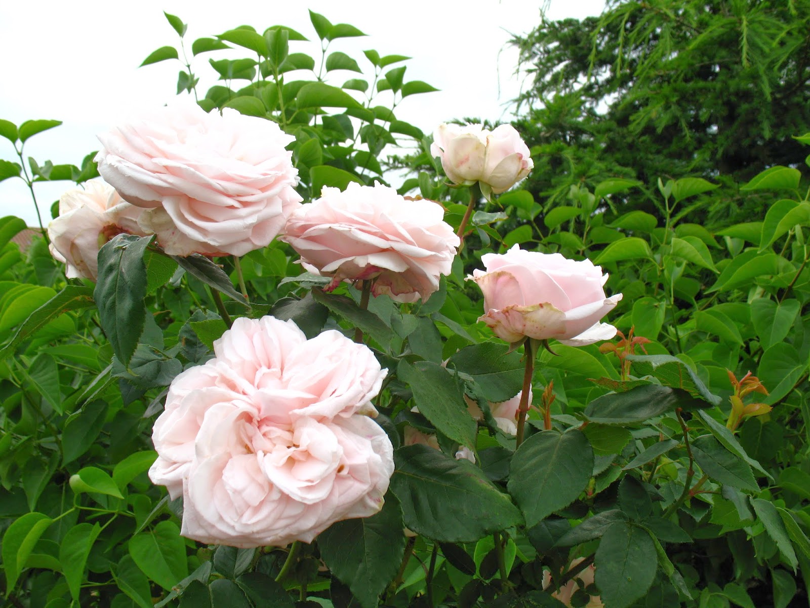 Roses du jardin Chêneland: Travaux du jardin en mars