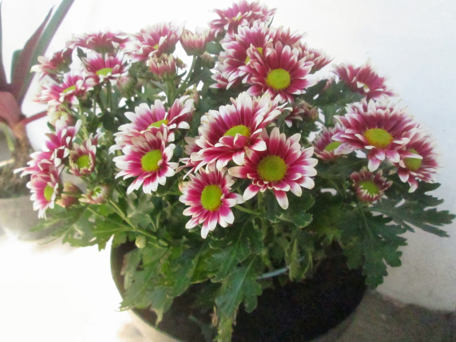 Cerita Ruriiro: Bunga Krisan pertamaku