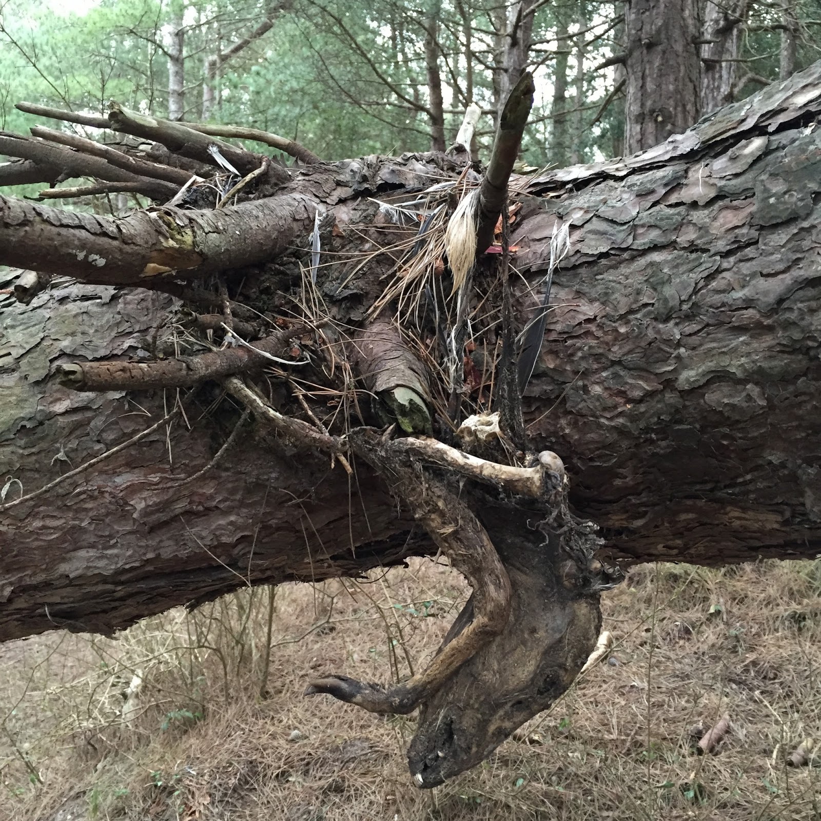 Dead deer in a fallen tree . . . meaning what?