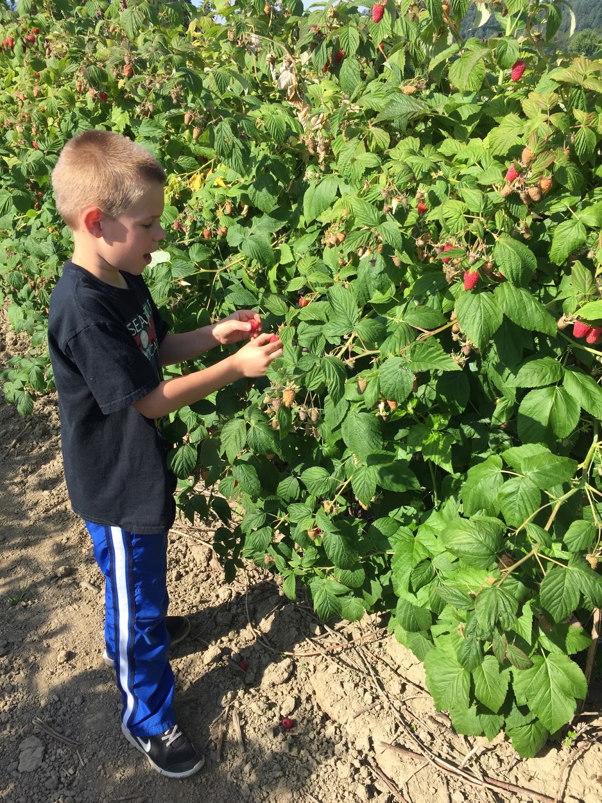 Trevor & Cole: Raspberry Picking