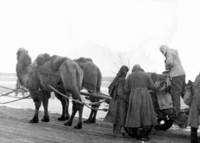 NAZI JERMAN: Foto Kamel (Unta) dan Tentara Jerman