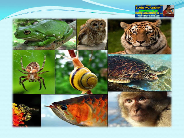 SONU ACADEMY: SUPER SENSES TEXT