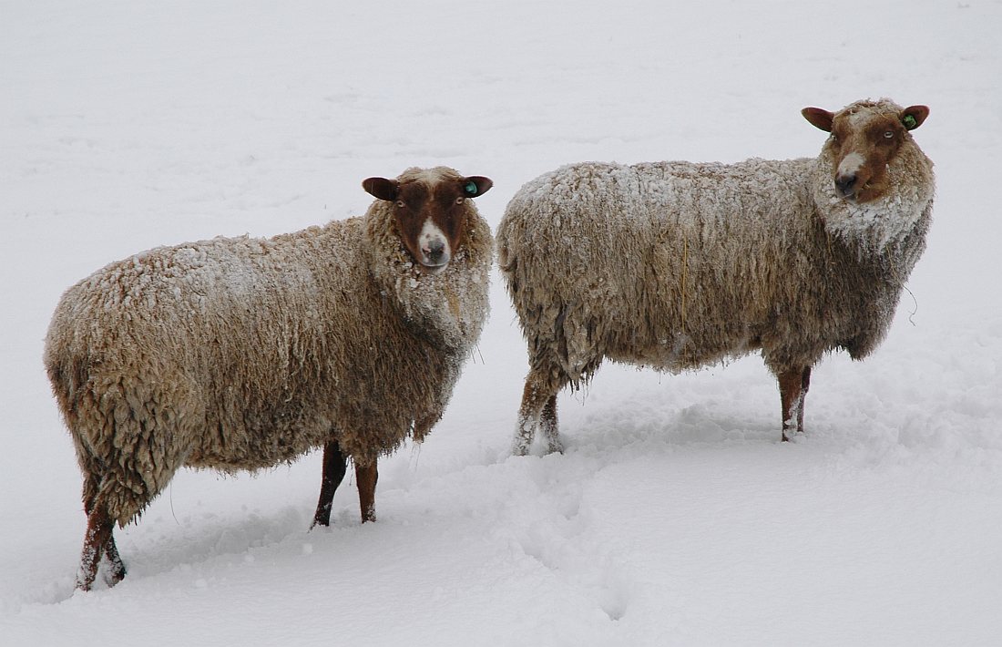 Little Red Oak Farm: Sheep in Minnesota winter