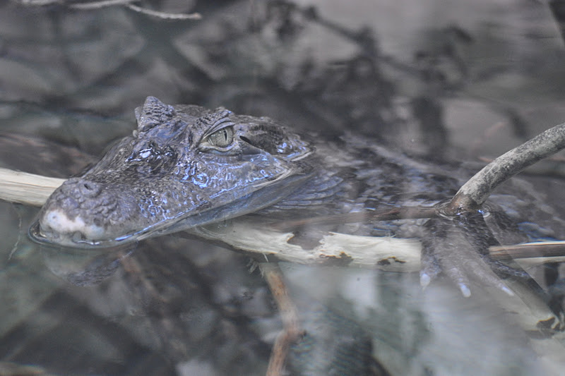 ZOOTOGRAFIANDO (6.100 ANIMALS): CAIMÁN DE ANTEOJOS / SPECTACLED CAIMAN ...